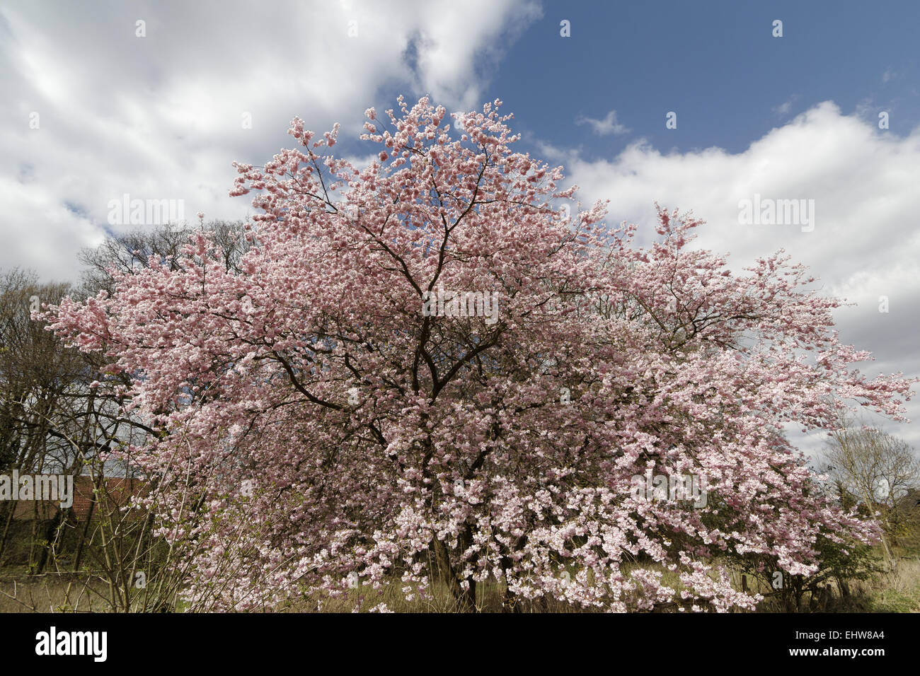Japanese cherry tree in spring, Germany Stock Photo - Alamy