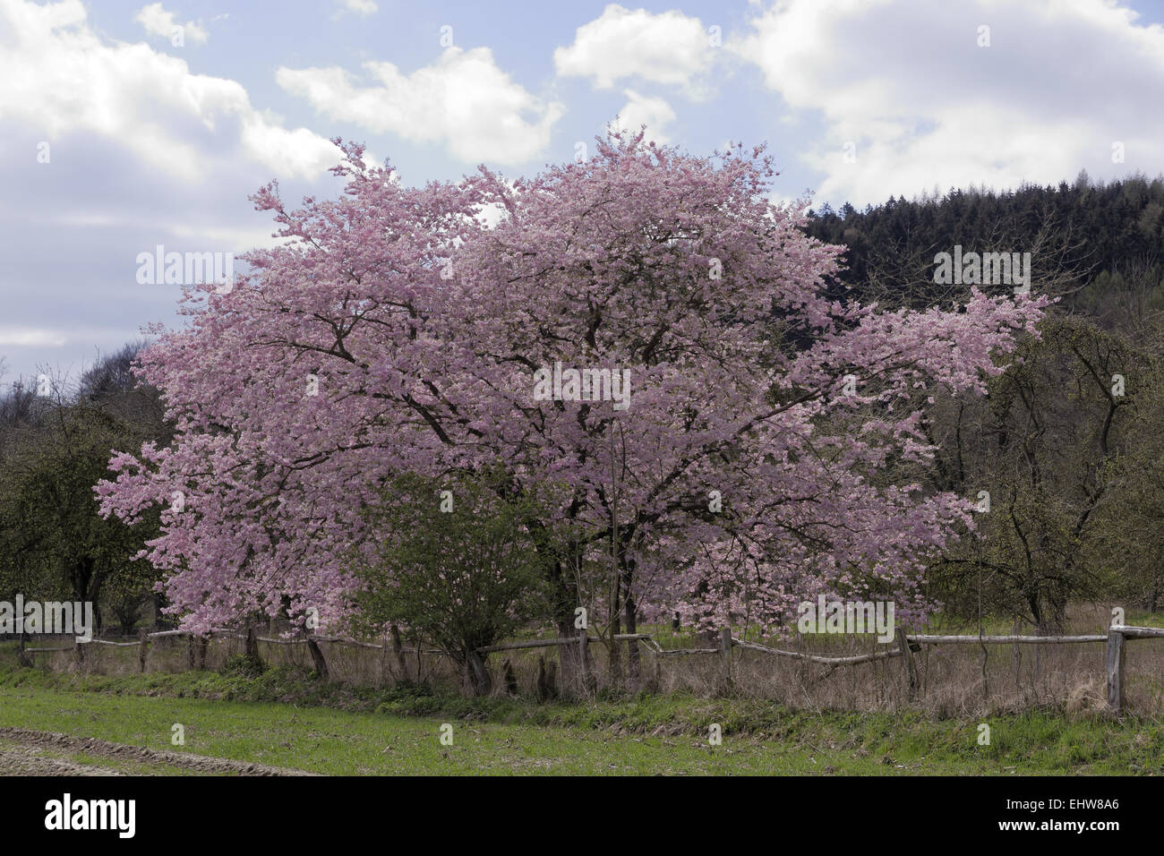 Japanese cherry tree in spring, Germany Stock Photo - Alamy