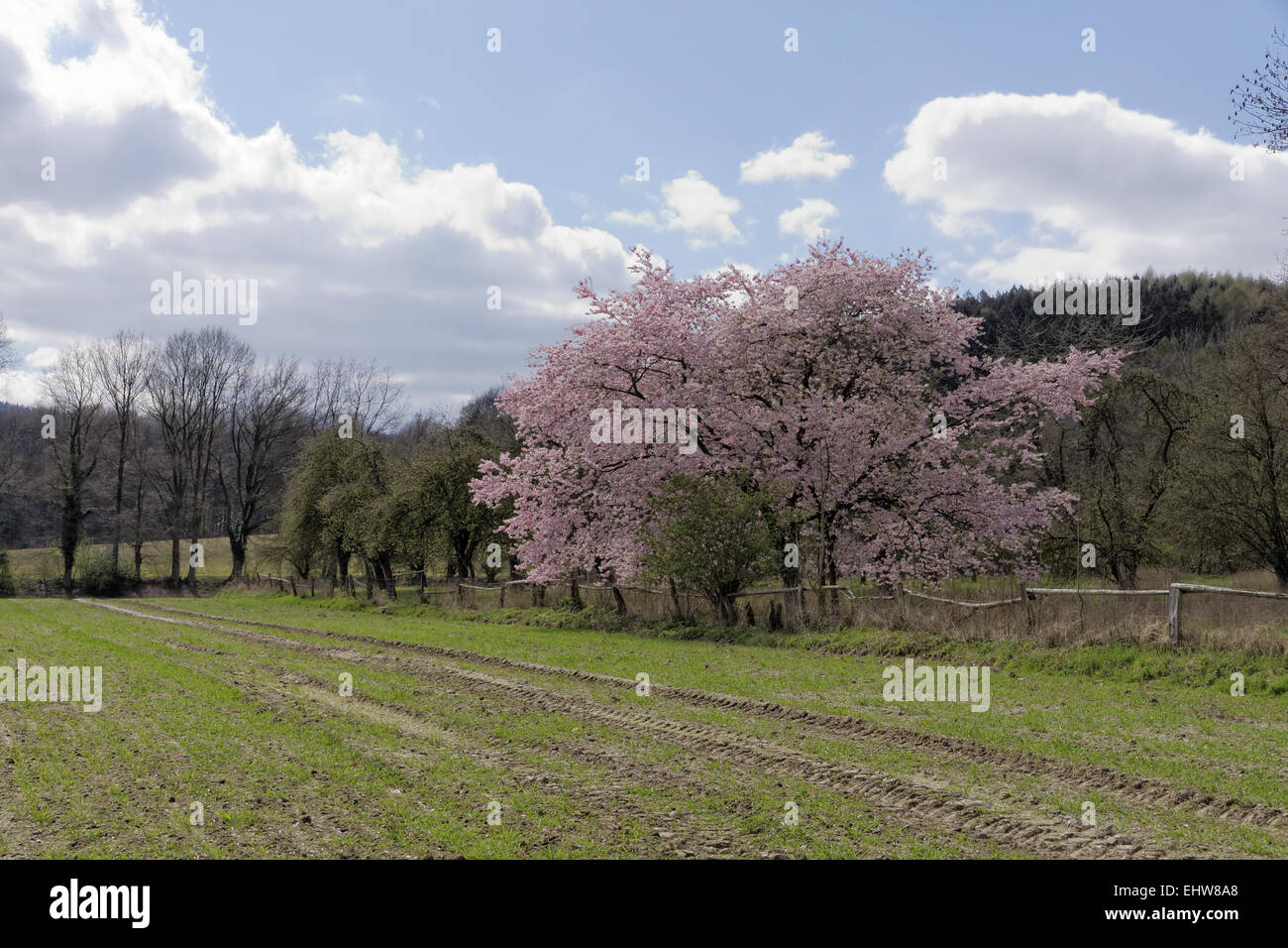 Japanese cherry tree in spring, Germany Stock Photo - Alamy