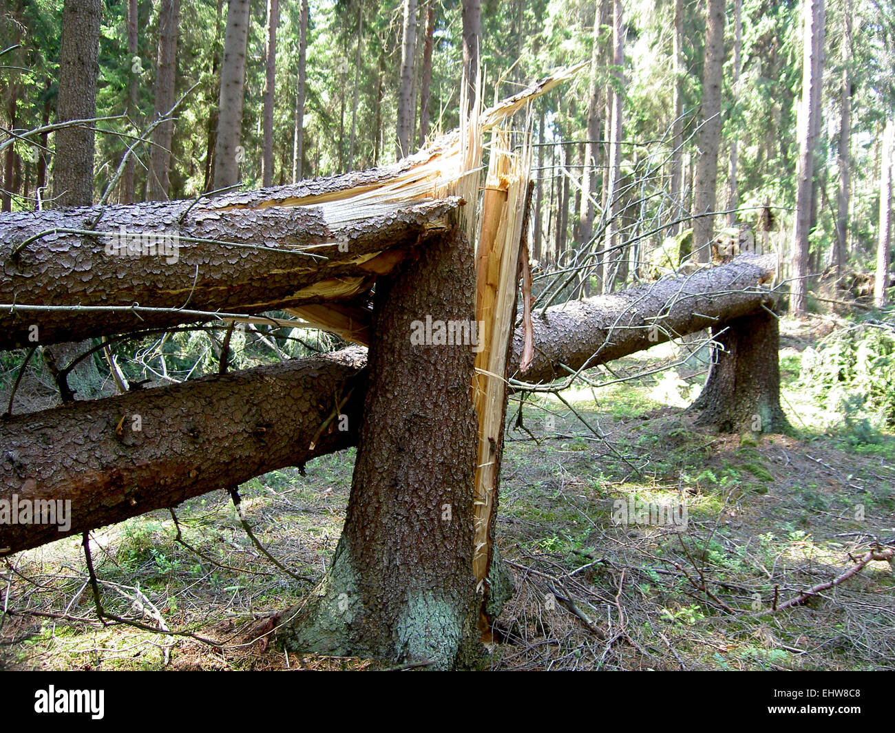 Rolled lumber hi-res stock photography and images - Alamy