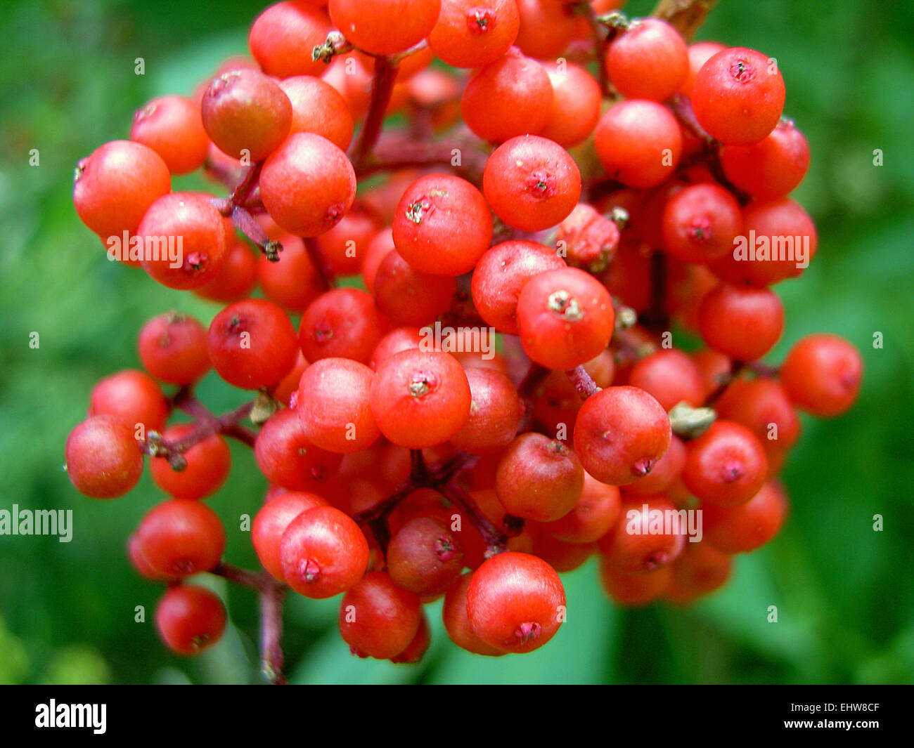 Elderberry hedge hi-res stock photography and images - Alamy