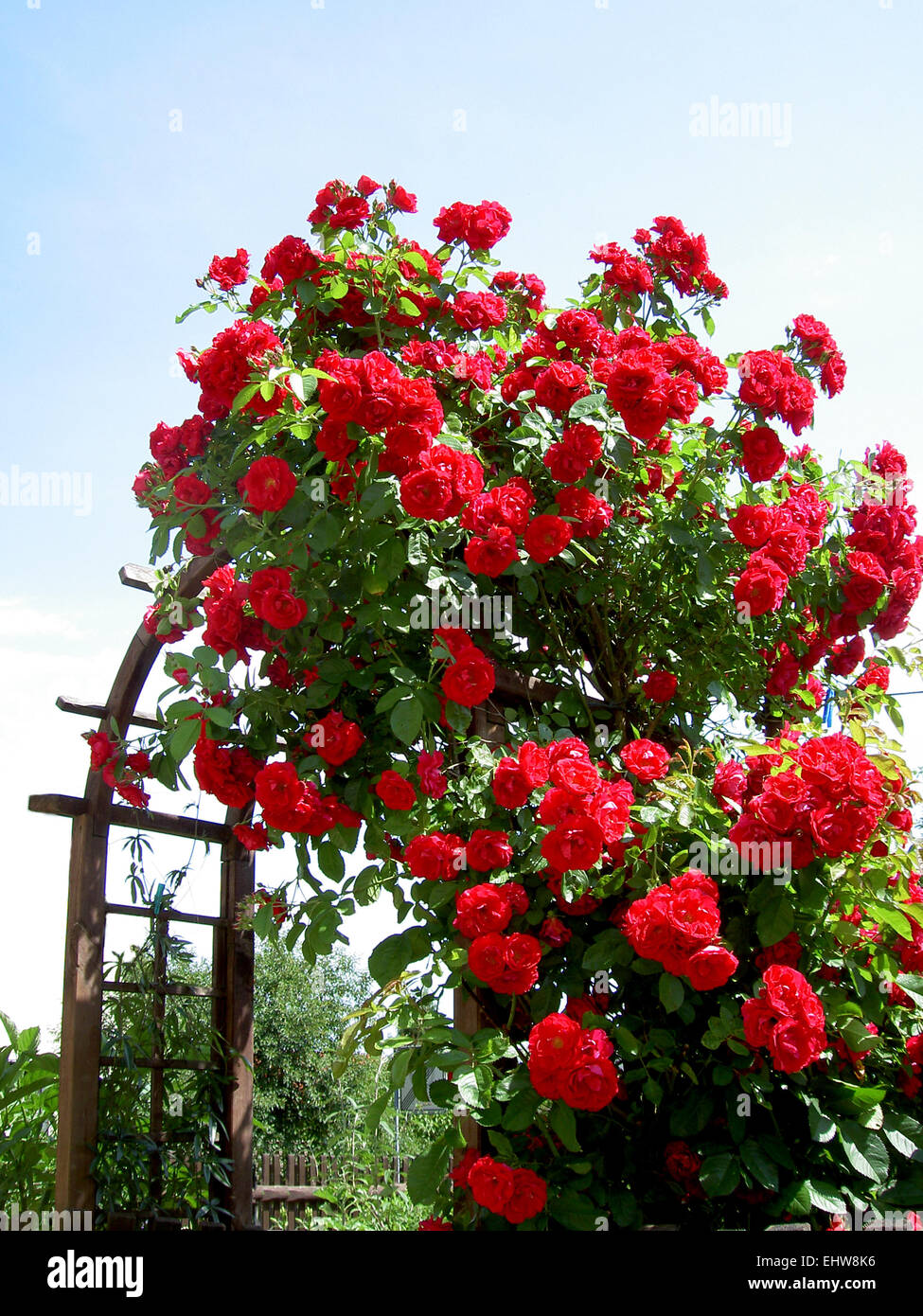 Garden roses hi-res stock photography and images - Alamy