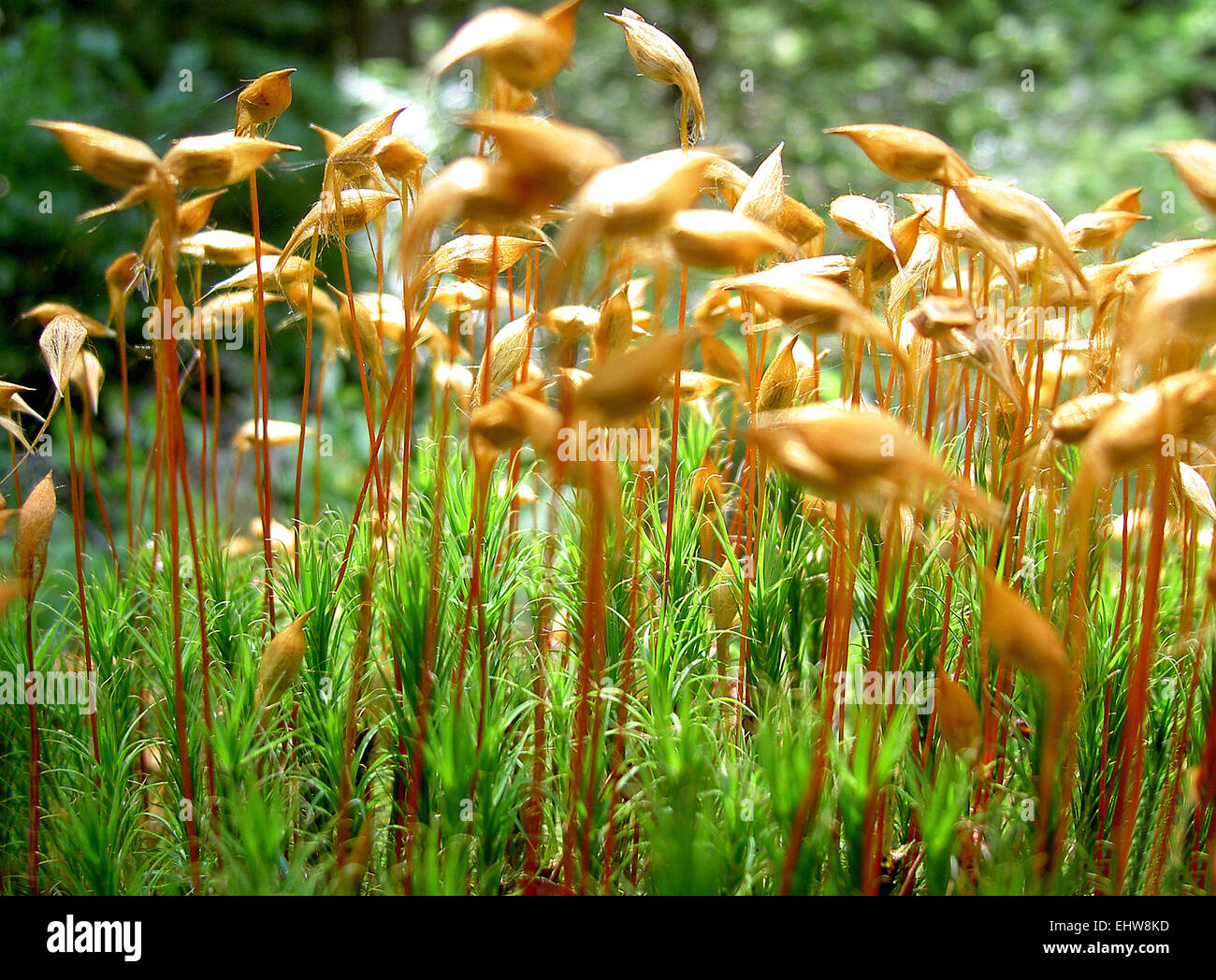 Bryophyte hi-res stock photography and images - Alamy
