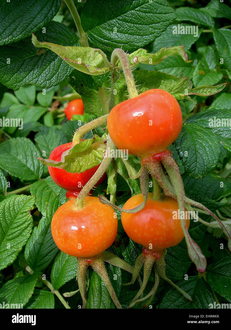 Hip rose hi-res stock photography and images - Alamy