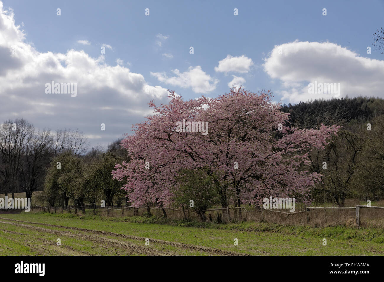 Japanese cherry tree in spring, Germany Stock Photo - Alamy
