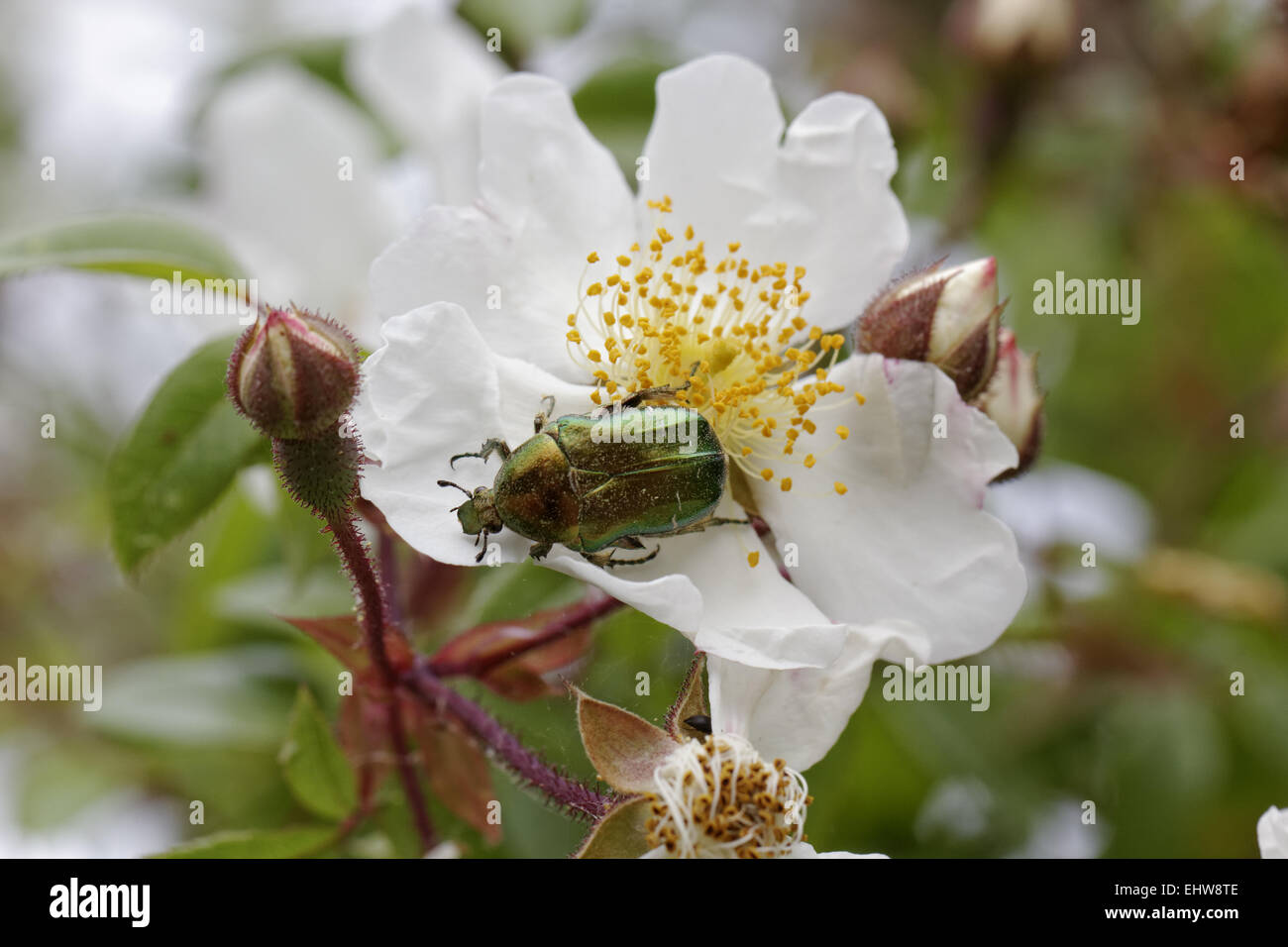 Cetonia aurata, Rose Chafer, european beetle Stock Photo - Alamy