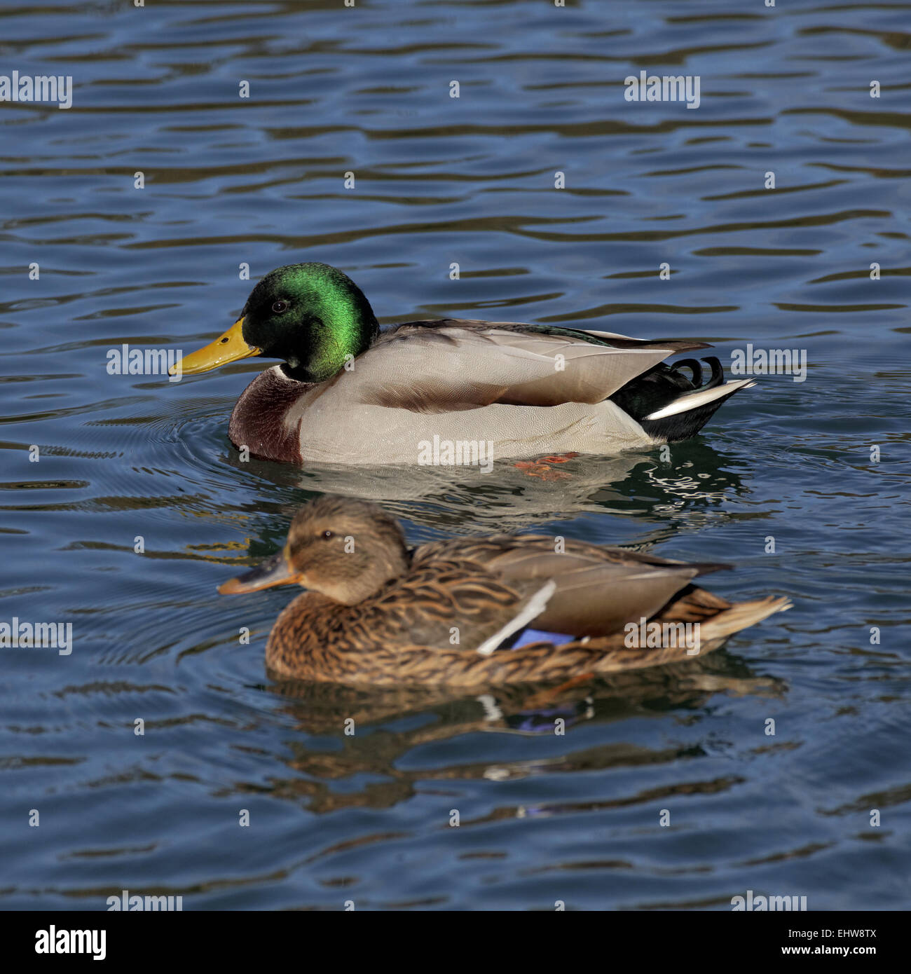 Anas platyrhynchos, female and male Mallard Stock Photo - Alamy