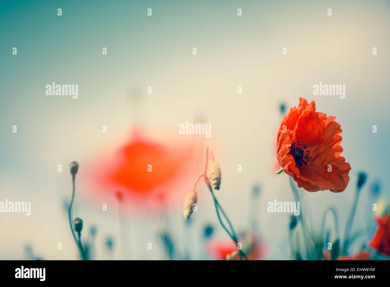 Corn field flowers hi-res stock photography and images - Alamy