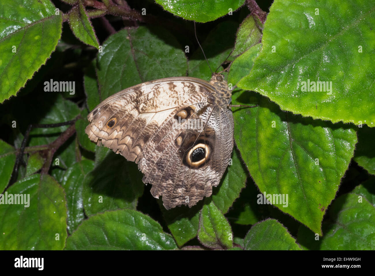 Woodland grayling hi-res stock photography and images - Alamy