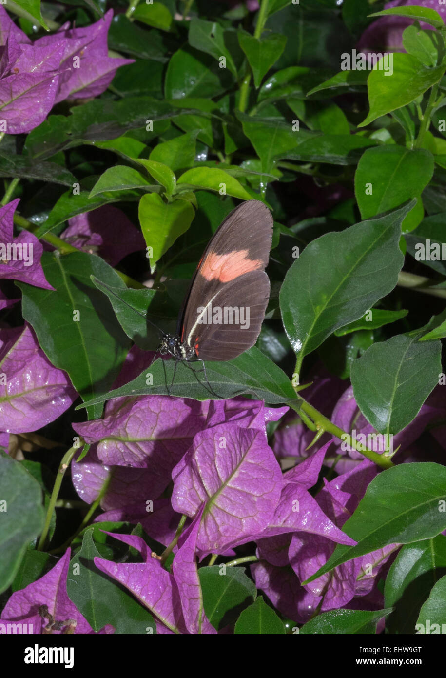 Postman butterfly at rest Stock Photo - Alamy