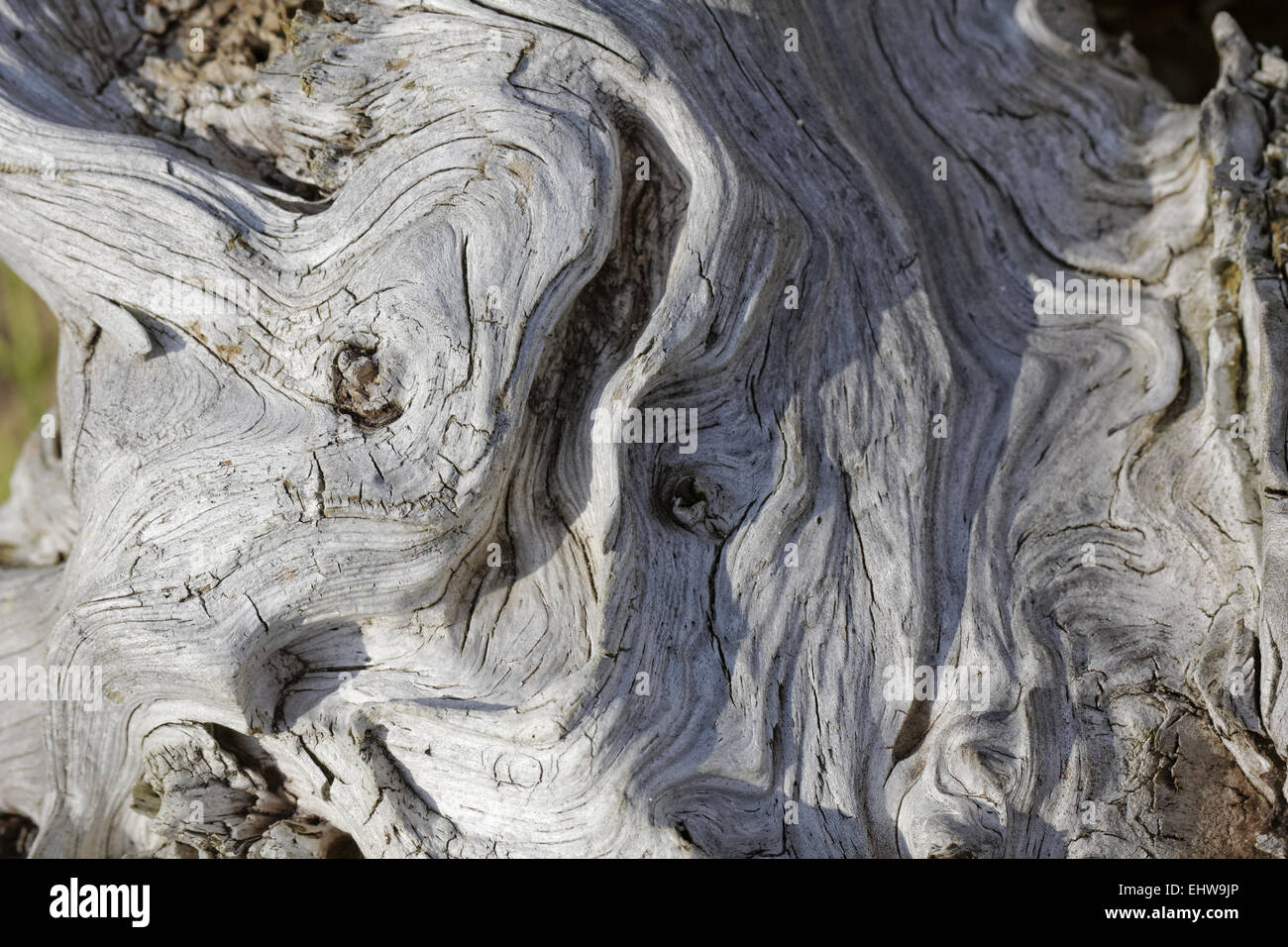 Old gray tree stump in Germany, Europe Stock Photo - Alamy