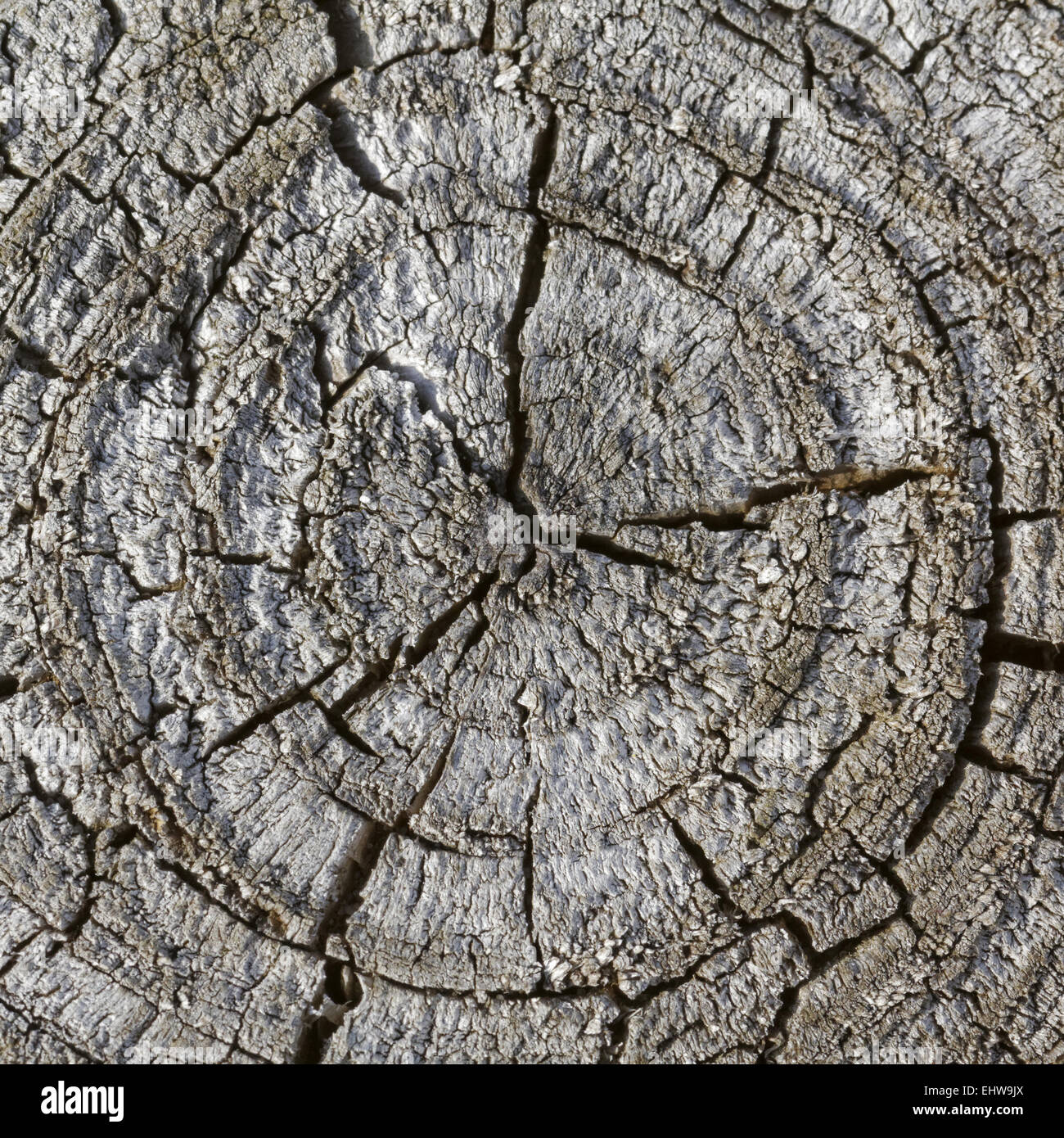 Old gray tree stump in Germany, Europe Stock Photo - Alamy