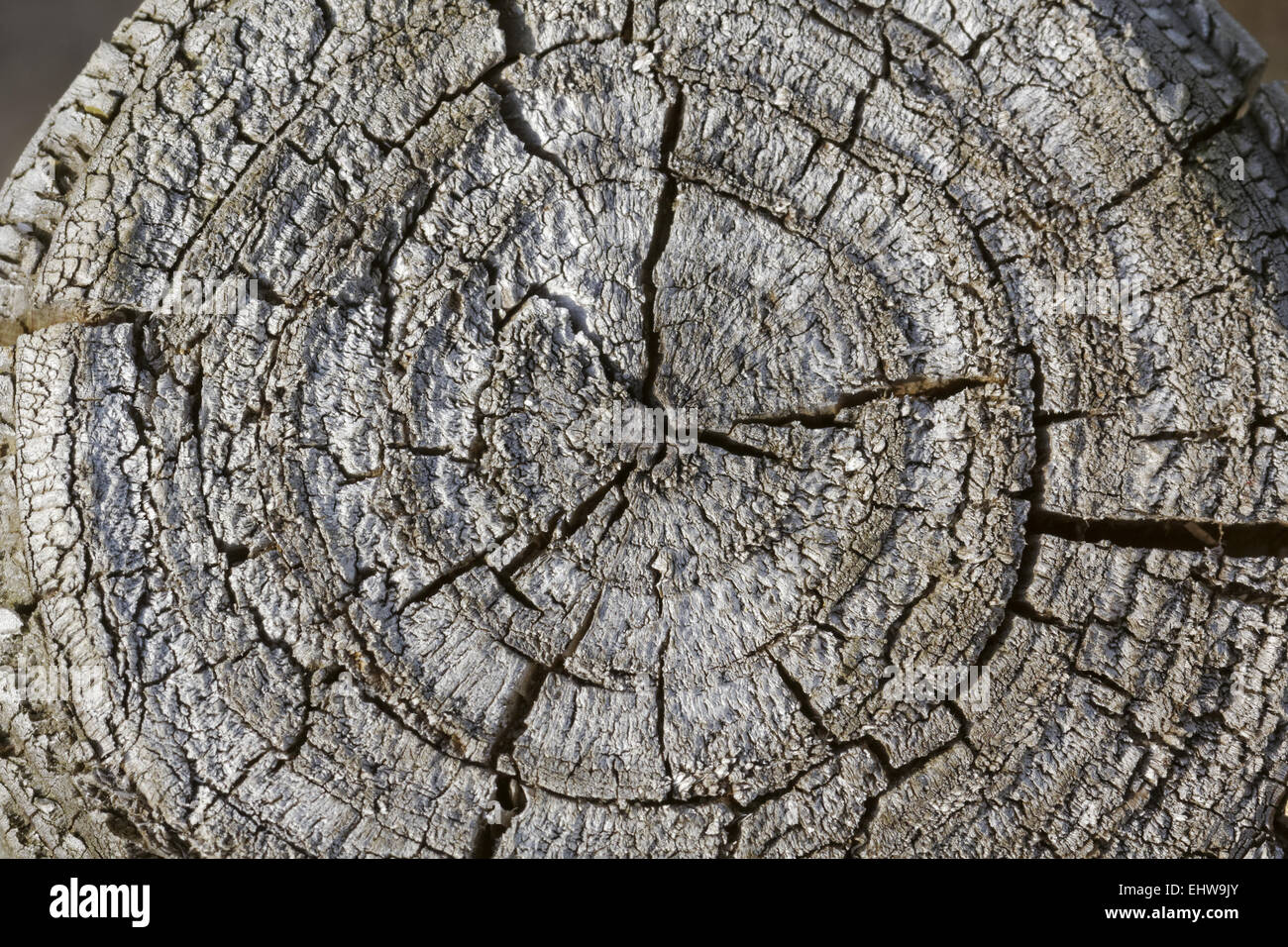 Old gray tree stump in Germany, Europe Stock Photo - Alamy