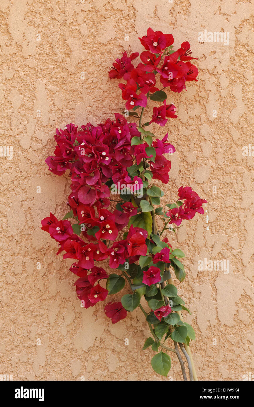 Bougainvillea glabra, Paper flower, Corsica Stock Photo - Alamy