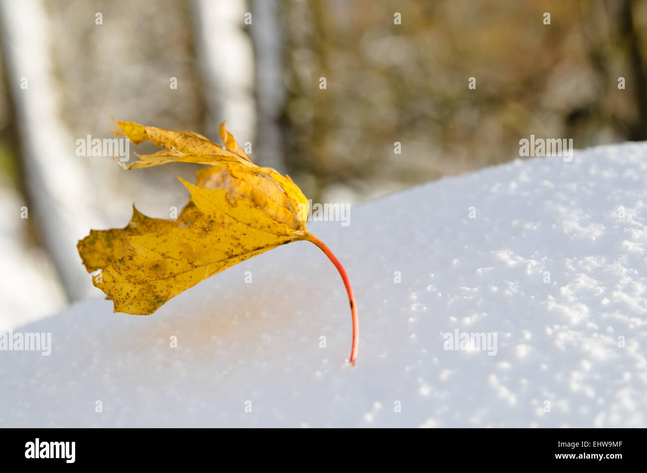 Maple leaf snow winter hi-res stock photography and images - Alamy
