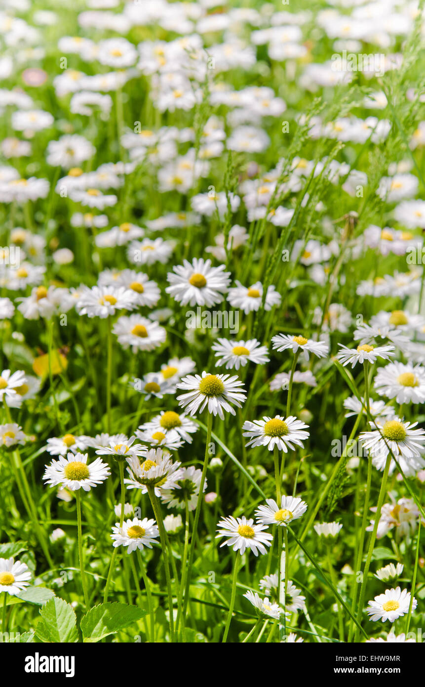 Little daisy hi-res stock photography and images - Alamy