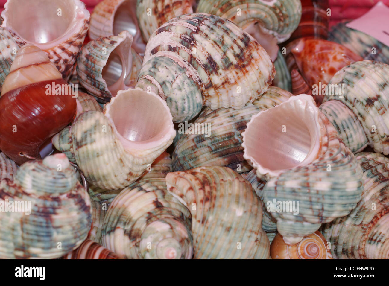 Colored snail shells Stock Photo - Alamy