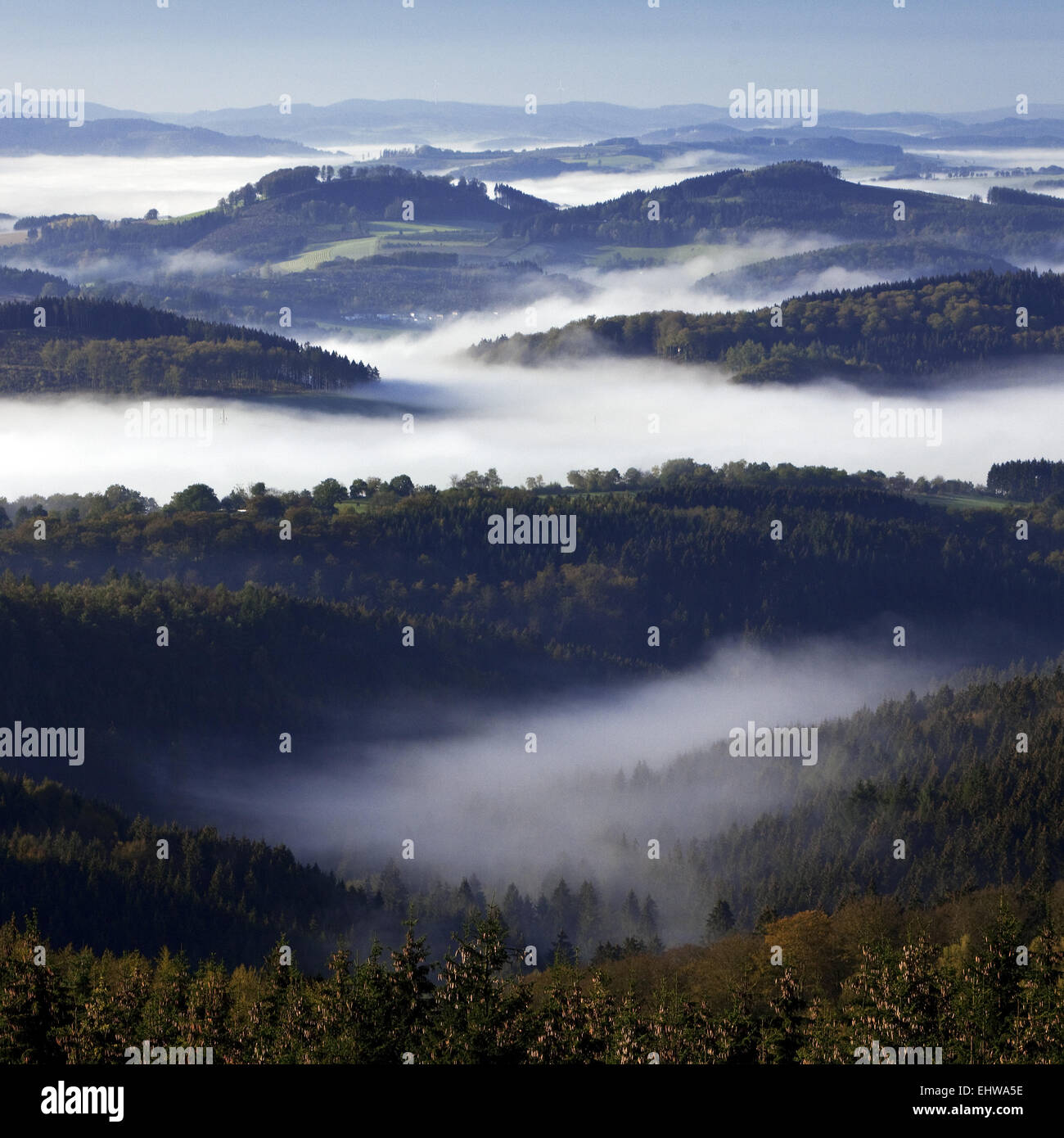 Early morning in the forest hi-res stock photography and images - Alamy
