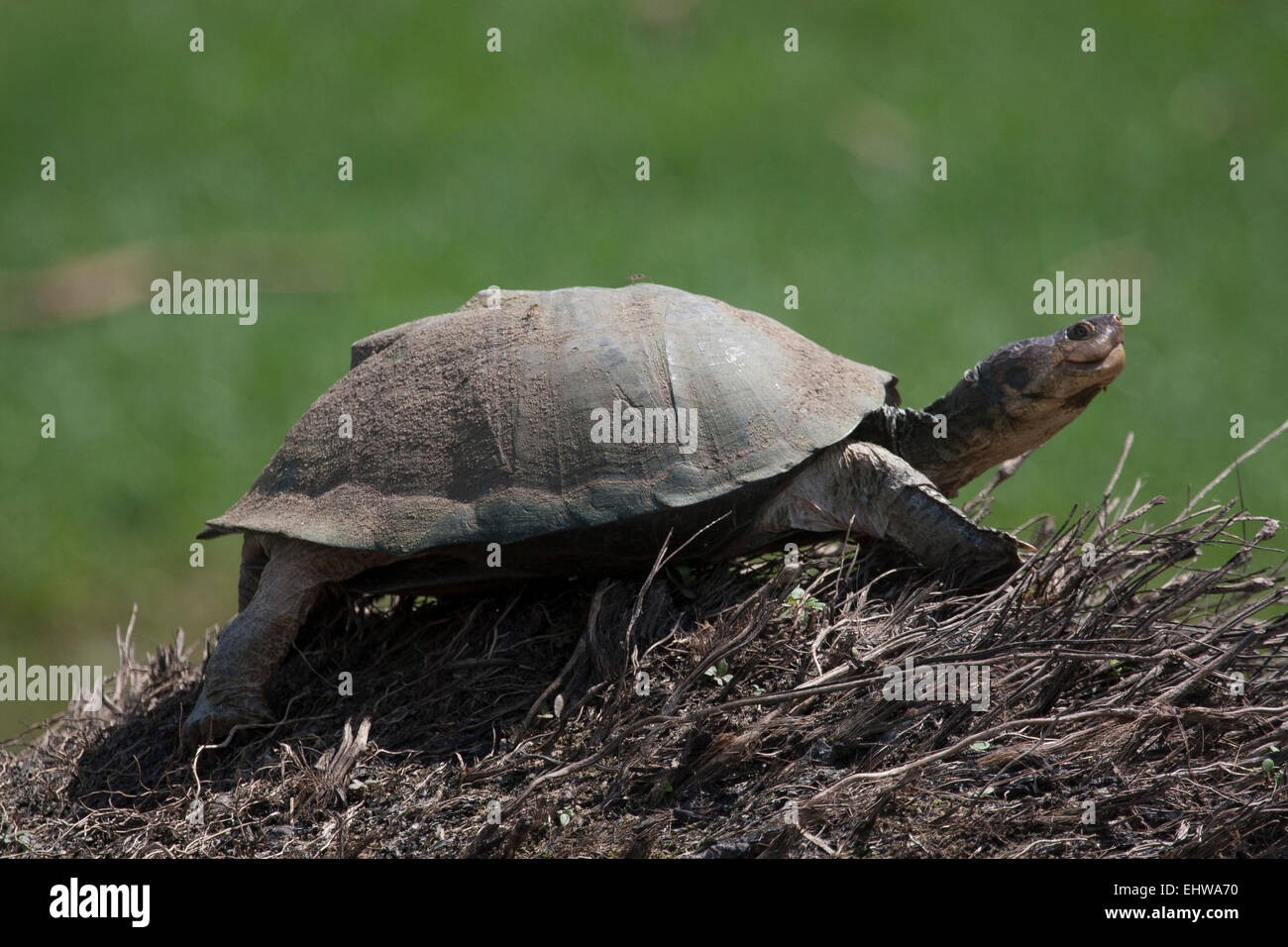 African helmeted turtle (Pelomedusa subrufa Stock Photo - Alamy
