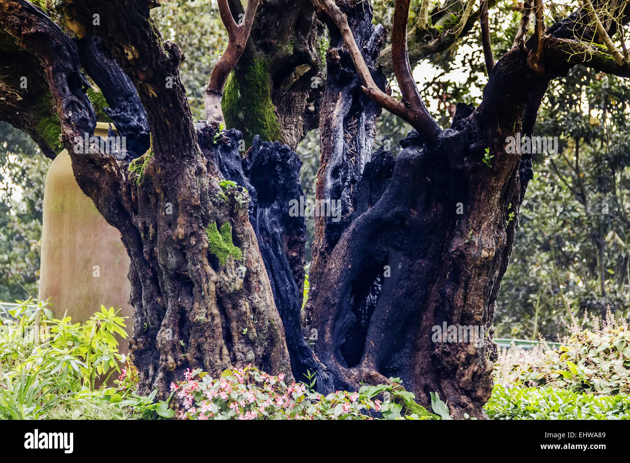Madeira trees hi-res stock photography and images - Alamy