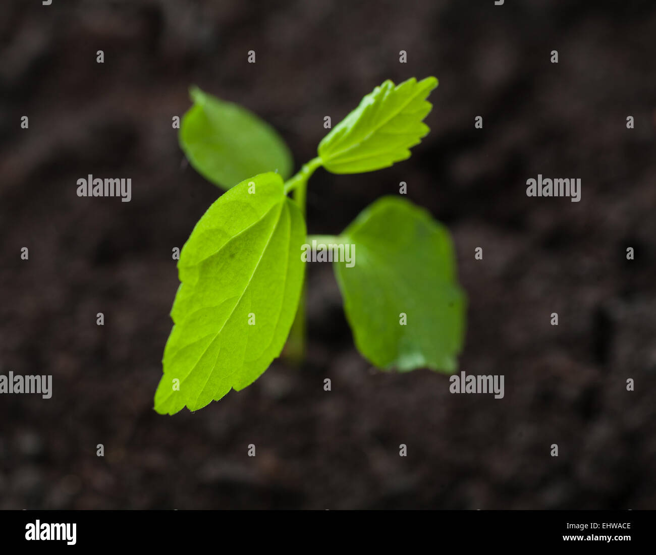 fresh grass indoor Stock Photo - Alamy