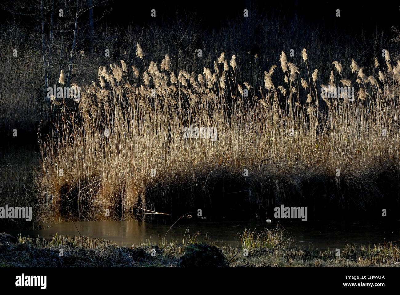 reed in back light Stock Photo - Alamy