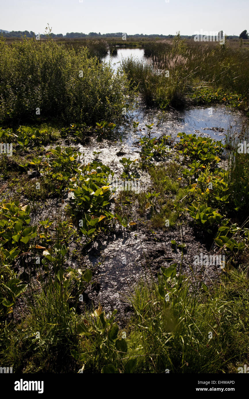 The large peat bog in Luebbecke in Germany Stock Photo - Alamy