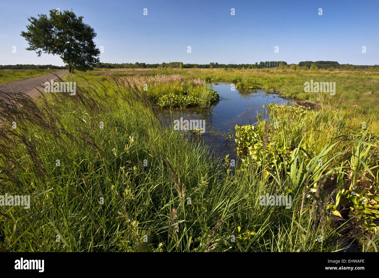 The large peat bog in Luebbecke in Germany Stock Photo - Alamy