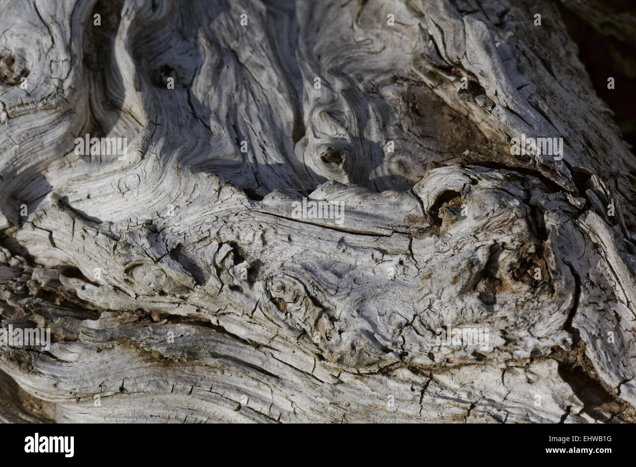 Old gray tree stump in Germany, Europe Stock Photo - Alamy