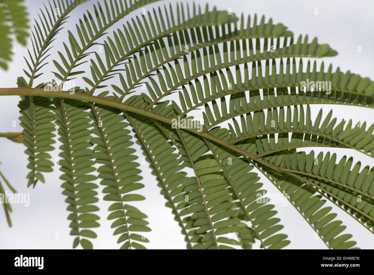 Albizia lophanta, Cape Leeuwin Wattle Stock Photo - Alamy