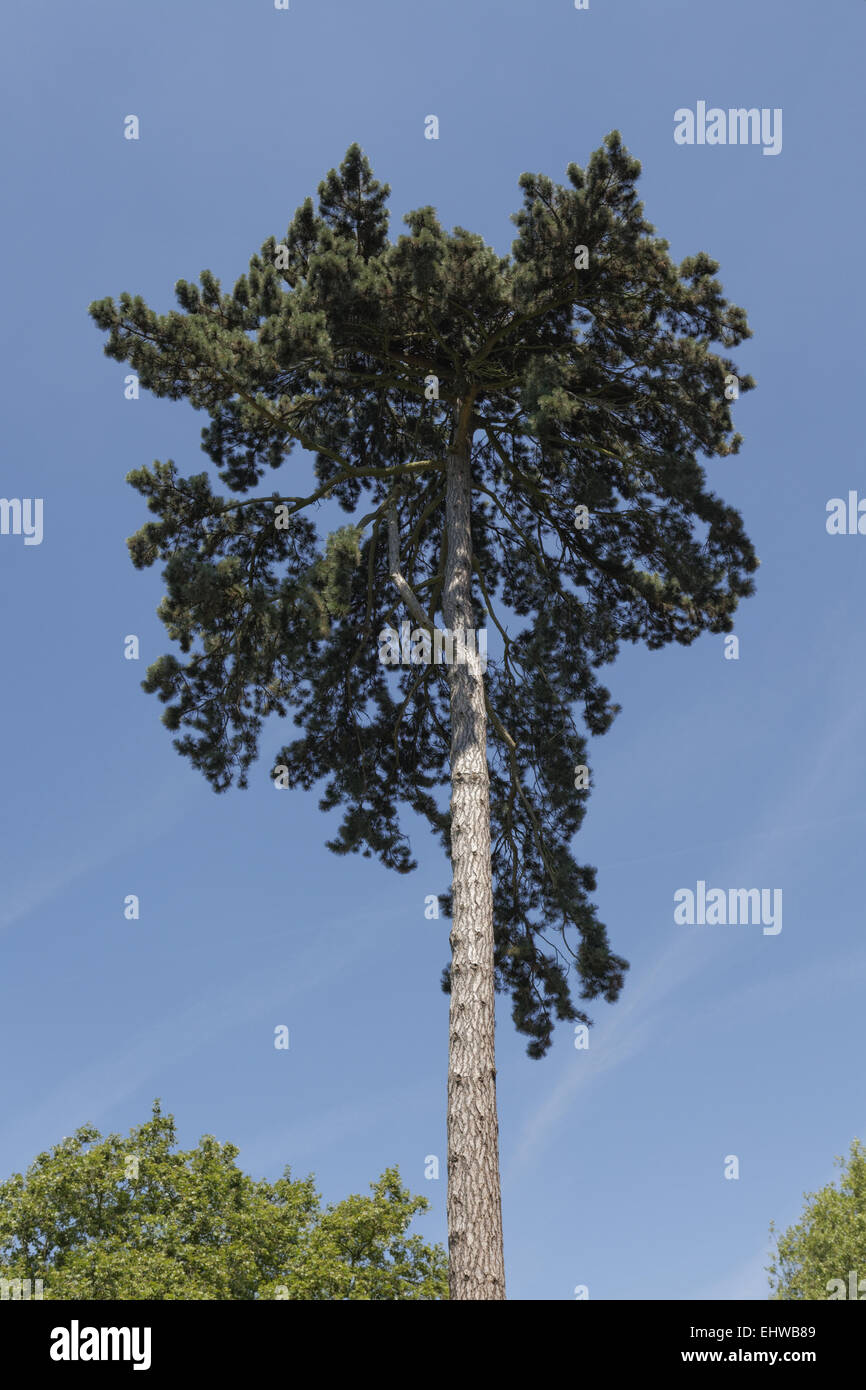 European black pine hi-res stock photography and images - Alamy