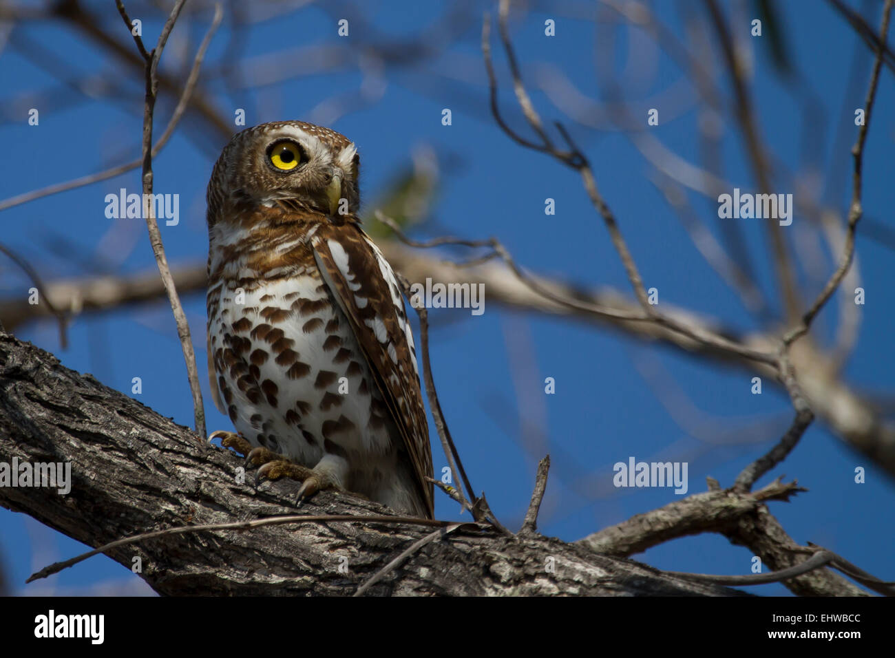African barred owlet (Glaucidium capense) perched in a tree Stock Photo ...