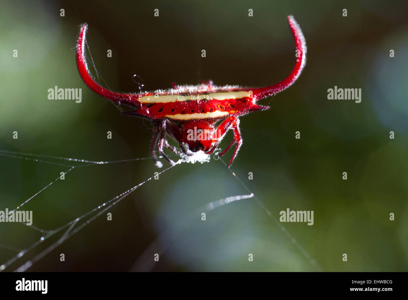 Spiny orb weaver spider building a web hi-res stock photography and ...