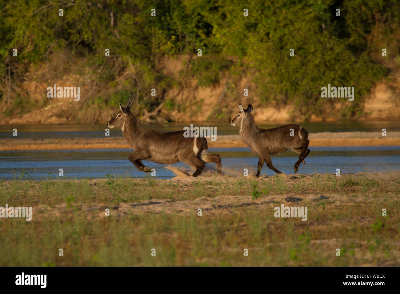 Kobus ellipsiprymnus running hi-res stock photography and images - Alamy