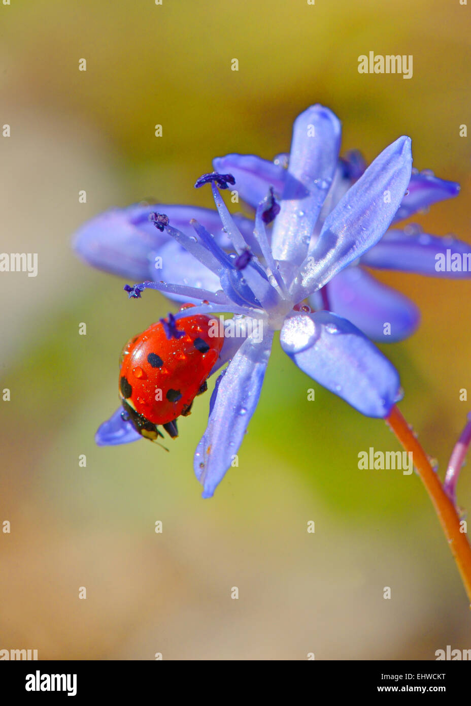 Violets flowers hi-res stock photography and images - Alamy