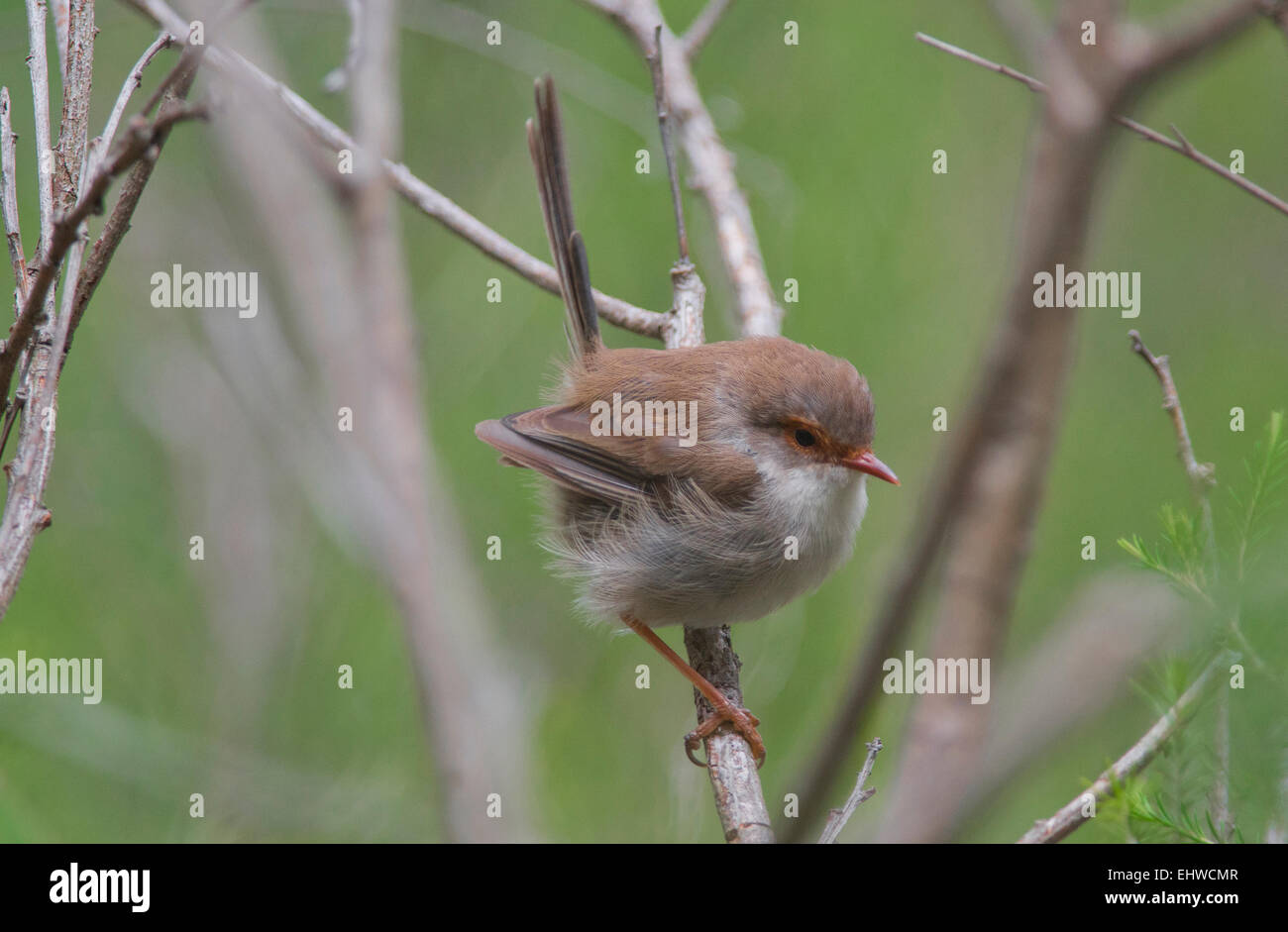 Superb fairy wren hi-res stock photography and images - Alamy