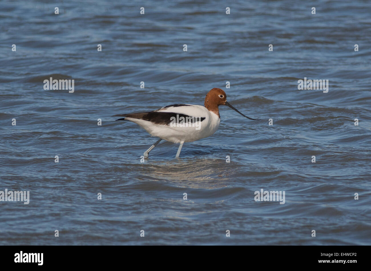 Avocet wildlife hi-res stock photography and images - Alamy