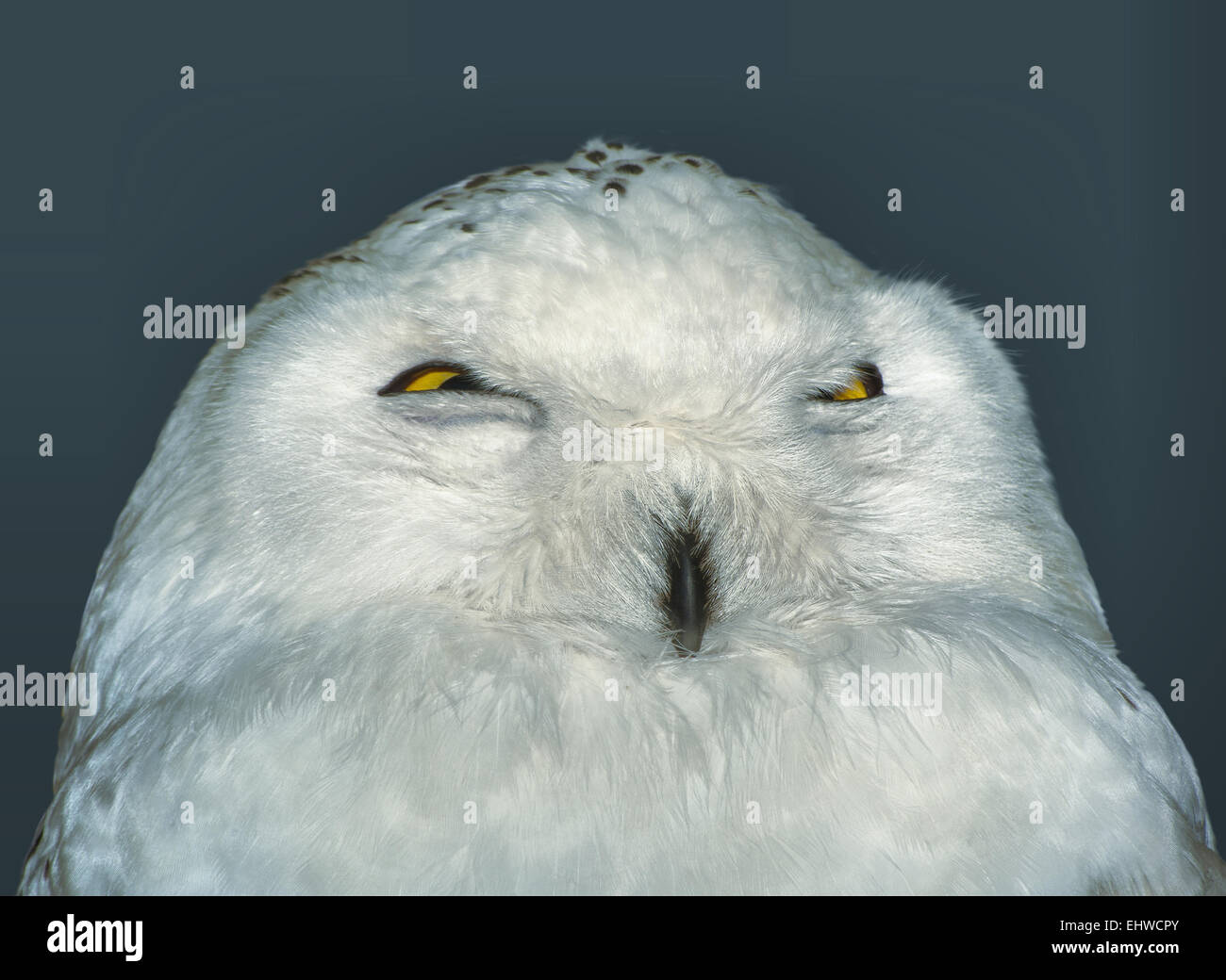 Snowy owl(Nyctea scandiaca).Europe.Ukraine.Kharkov.The Ecopark.the ...