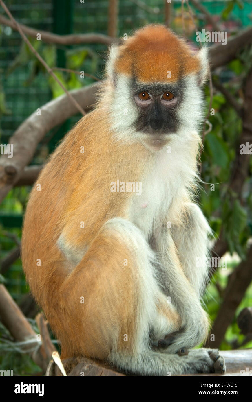Portrait of a monkey hussars(Erythocebus patas).the vertical.Europe ...