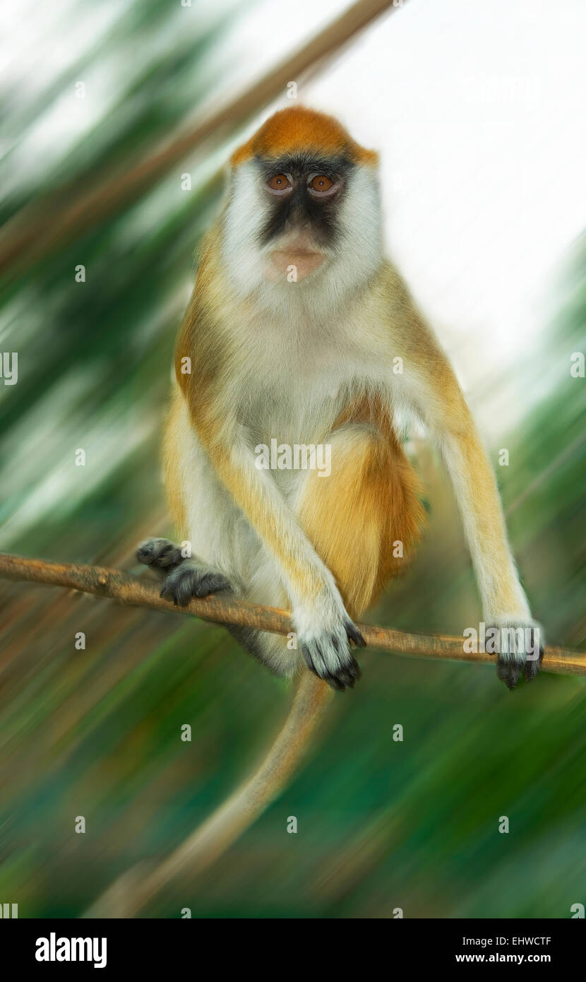 Monkey suit hi-res stock photography and images - Alamy