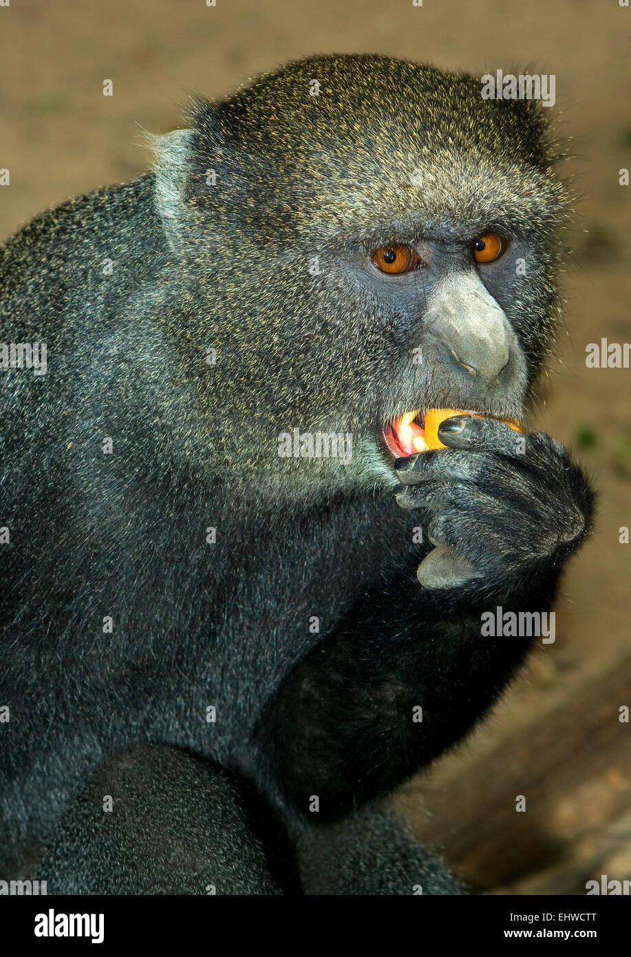 Blue (crowned). monkey(Cercopithecus mitis).Europe.Ukraine.The Ecopark ...