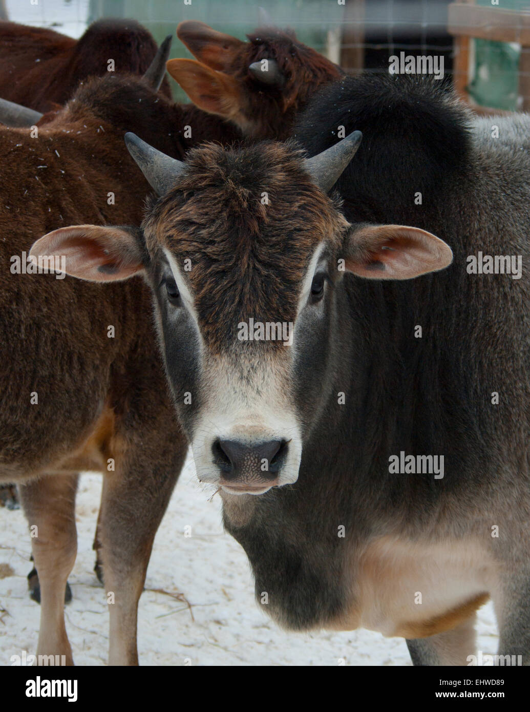 Zebu cow hi-res stock photography and images - Alamy