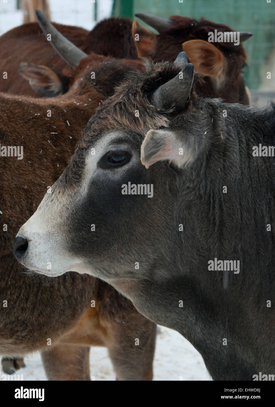 Zebu meat hi-res stock photography and images - Alamy