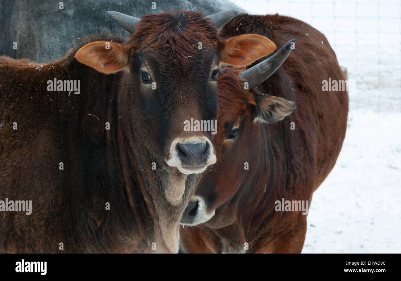 Hybrid cow hi-res stock photography and images - Alamy