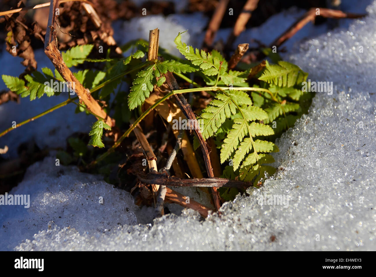 green leaves in the spring, Finland Stock Photo - Alamy