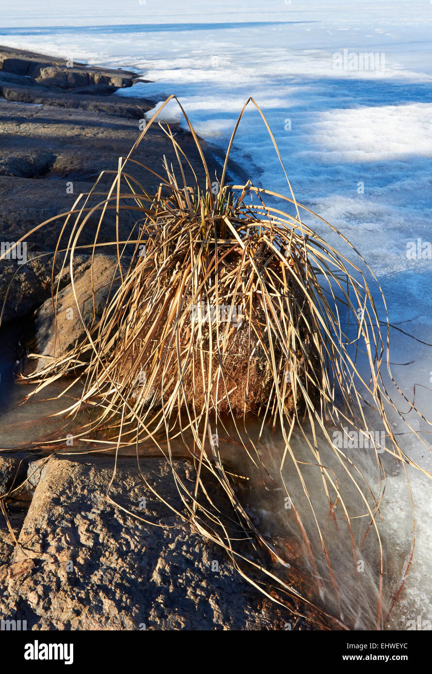 Icy grass hi-res stock photography and images - Alamy