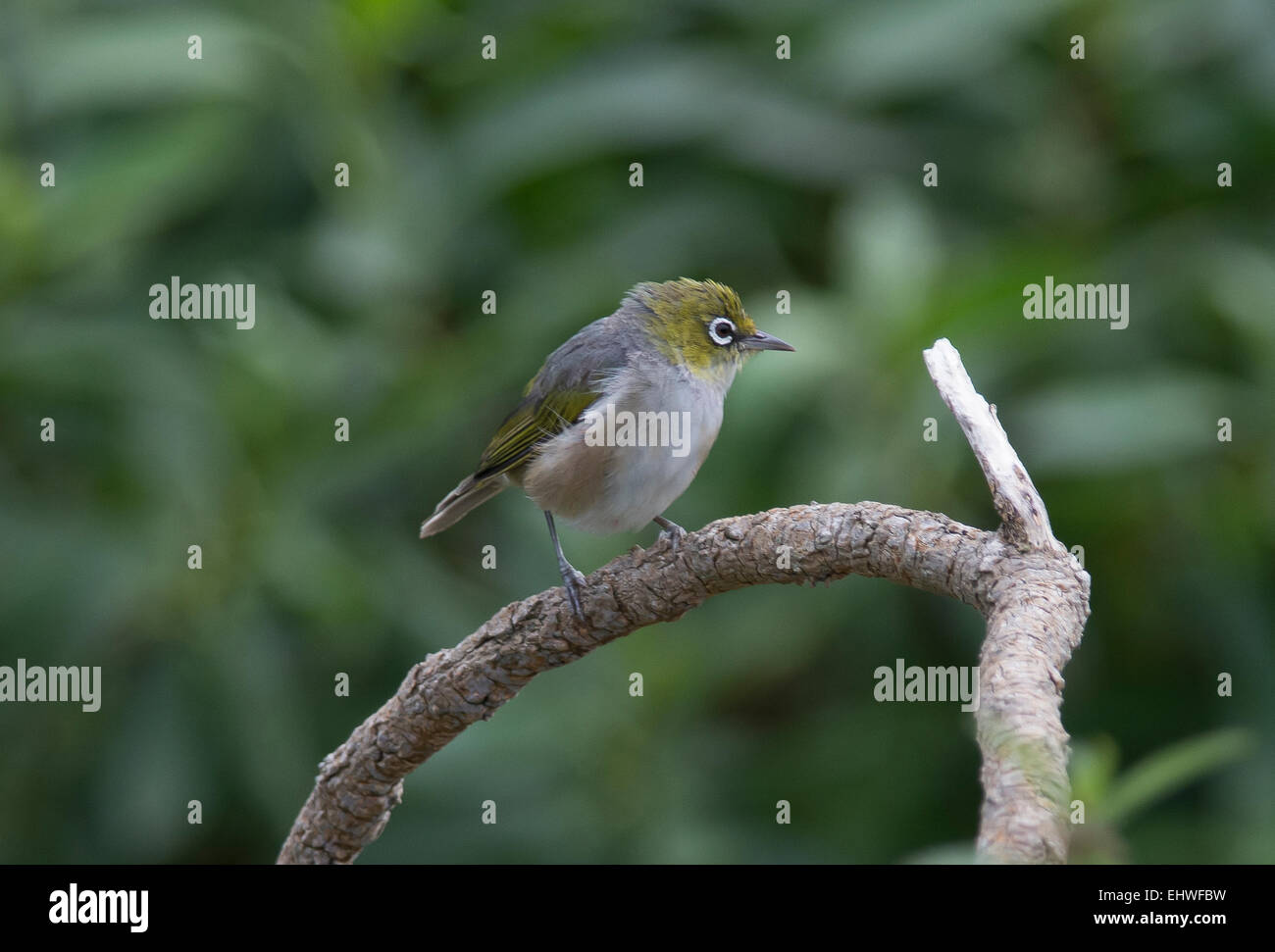 Silvereye Birds High Resolution Stock Photography and Images - Alamy