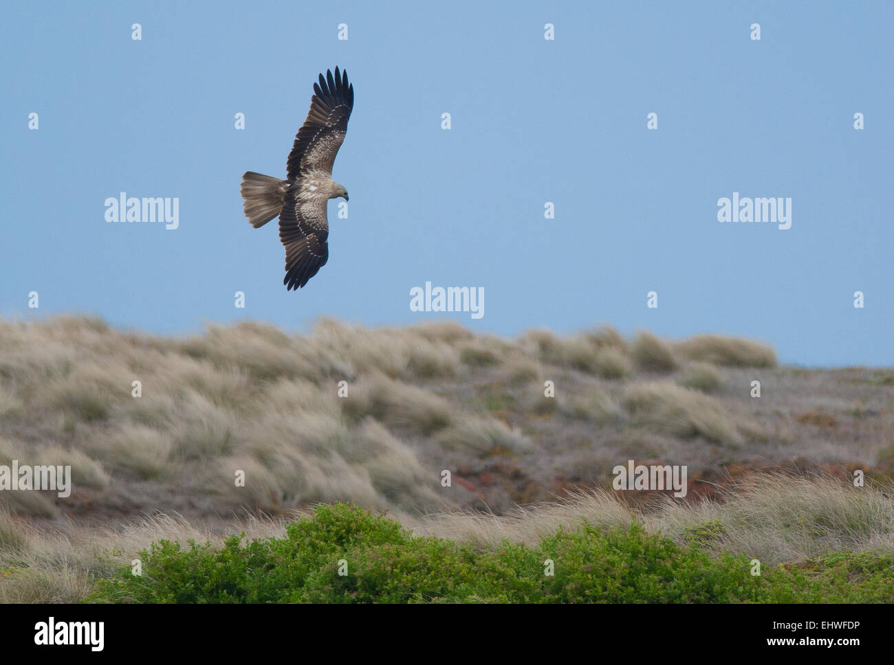 Whistling kite hi-res stock photography and images - Alamy