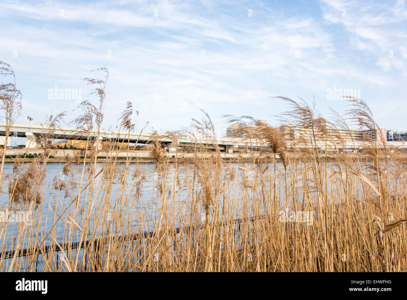 Japan nature plant ashi river side water blue sky hi-res stock ...