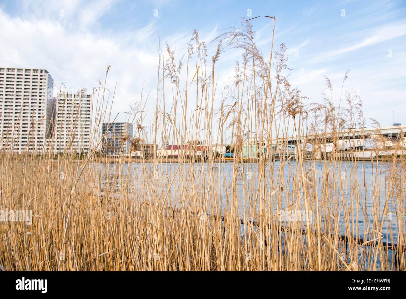 Japan nature plant ashi river side water blue sky hi-res stock ...